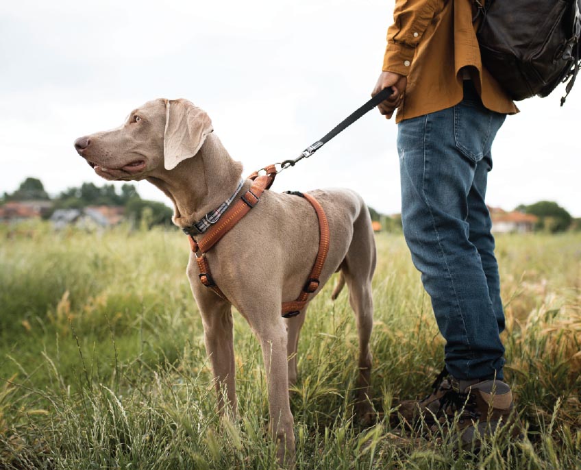 Shop Dog Essentials | Gentle Wuff: Dog Gear for Every Adventure