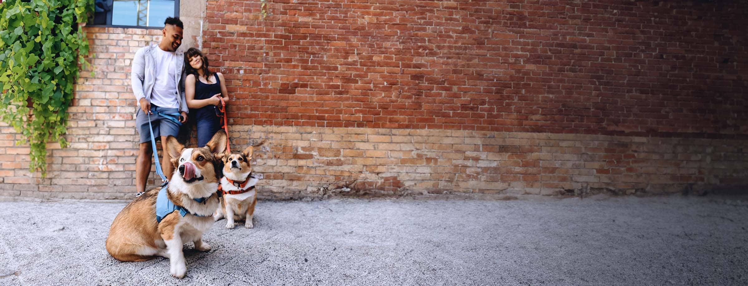 Gentle Wuff | Dog Gear for Real Life Adventures